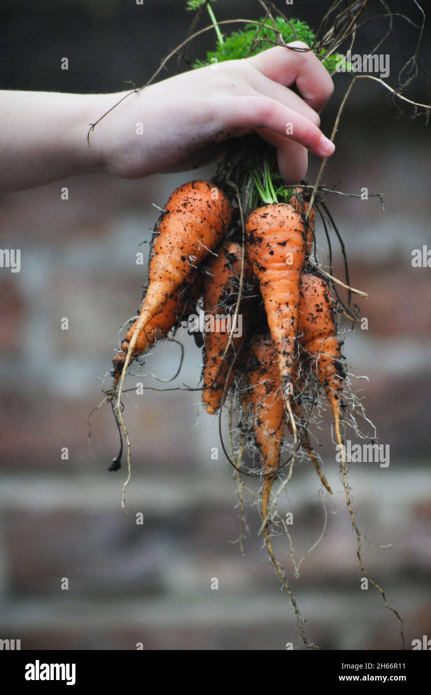 Freshly carrots hi-res stock photography and images - Alamy