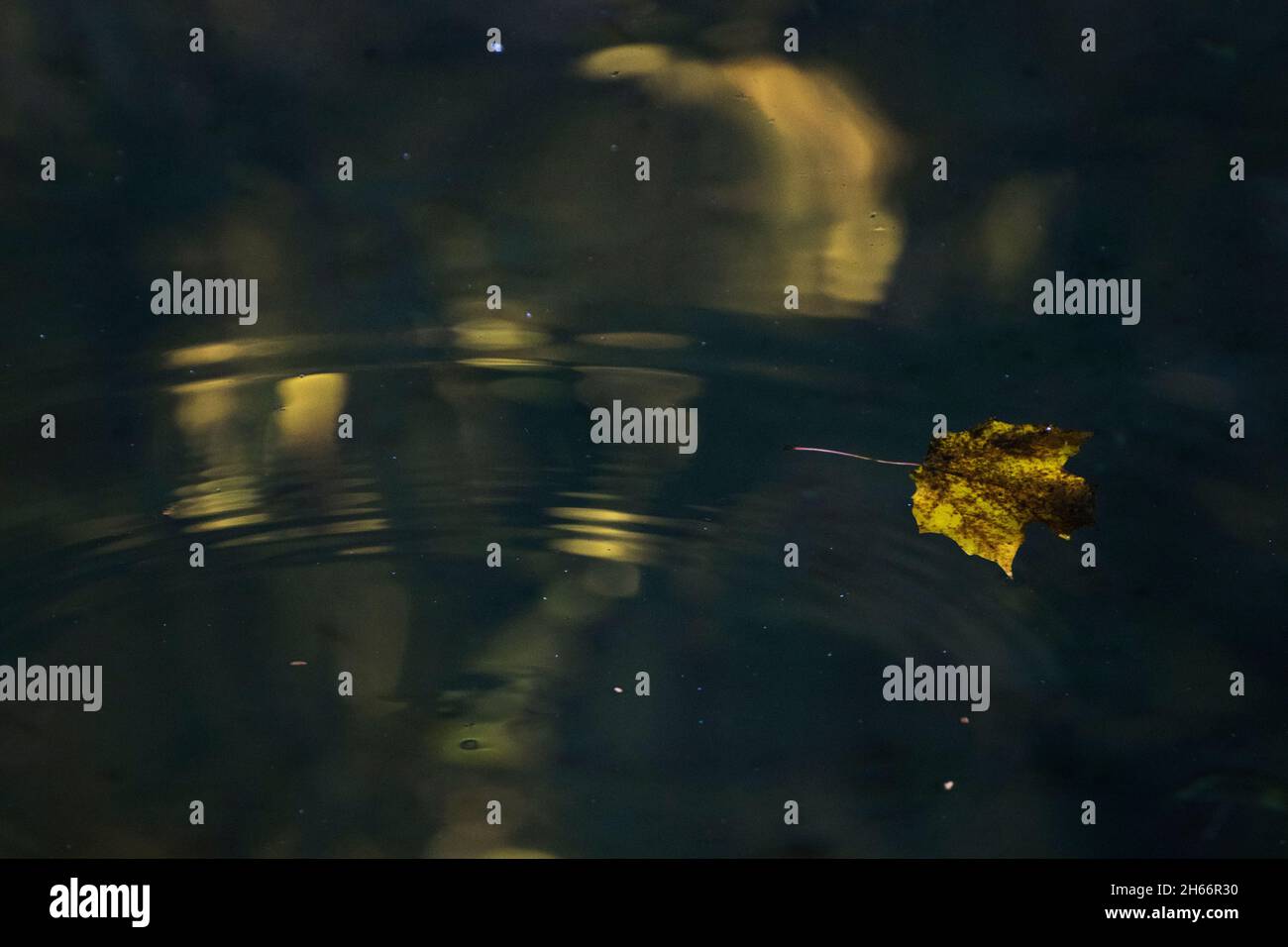 Leaf floating in water Stock Photo - Alamy