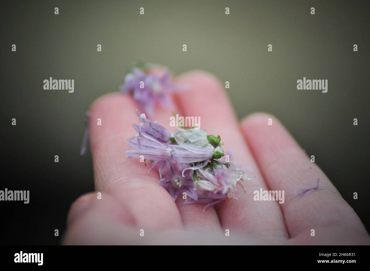 A child's upturned hand with purple chives (Allium schoenoprasum- herb ...