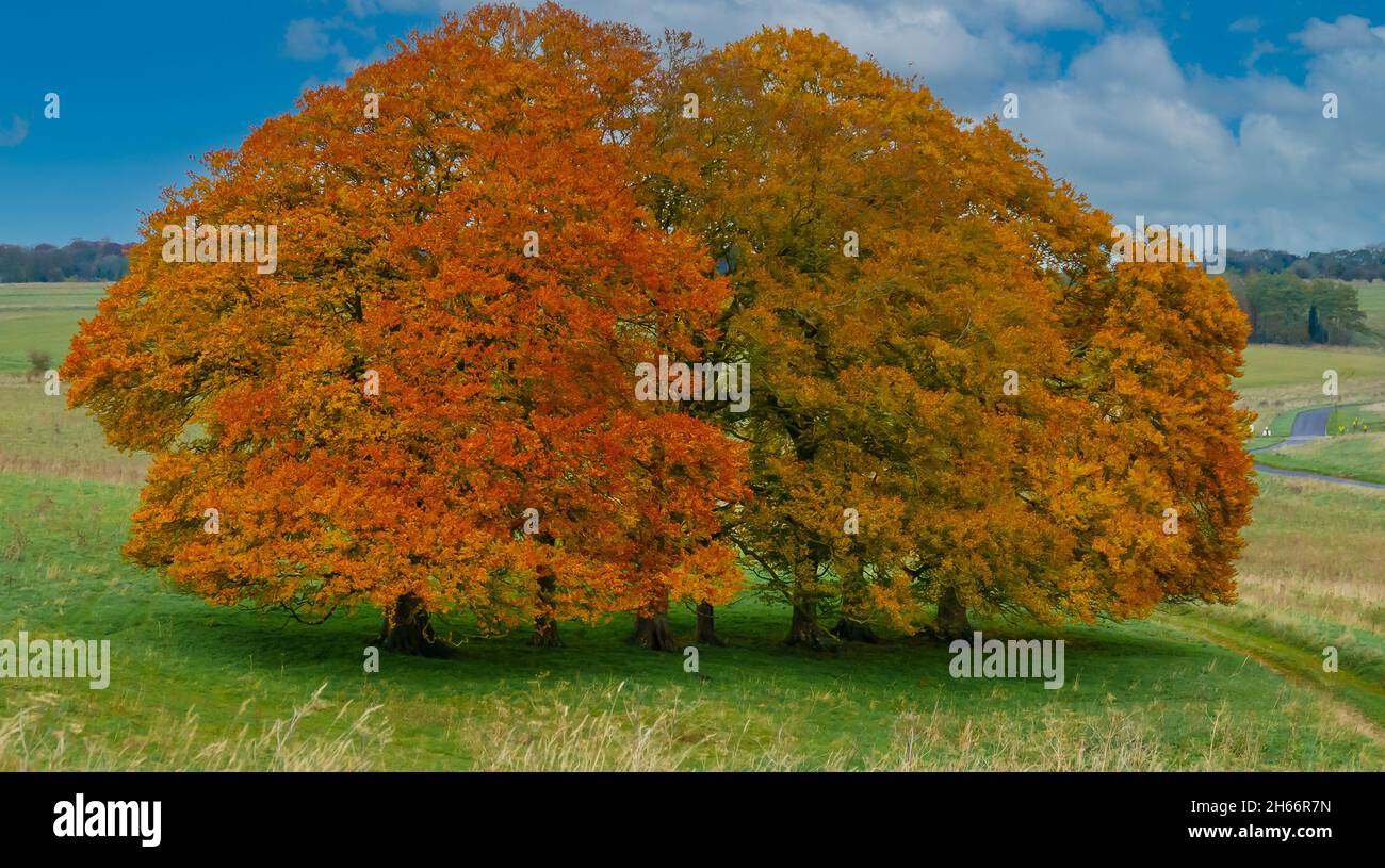 beautiful autumnal golden, russet, yellow and copper hues on English ...