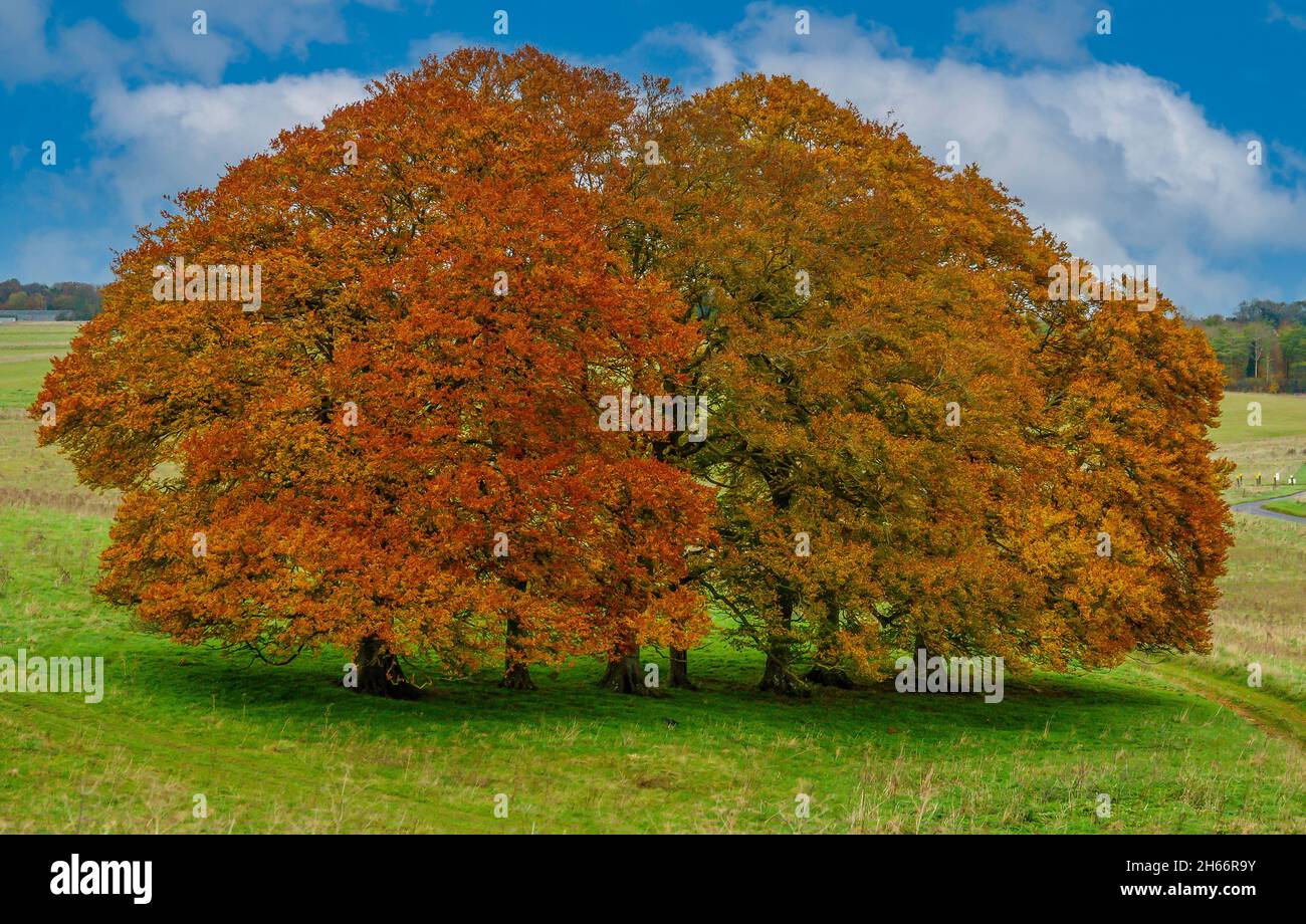 beautiful autumnal golden, russet, yellow and copper hues on English ...