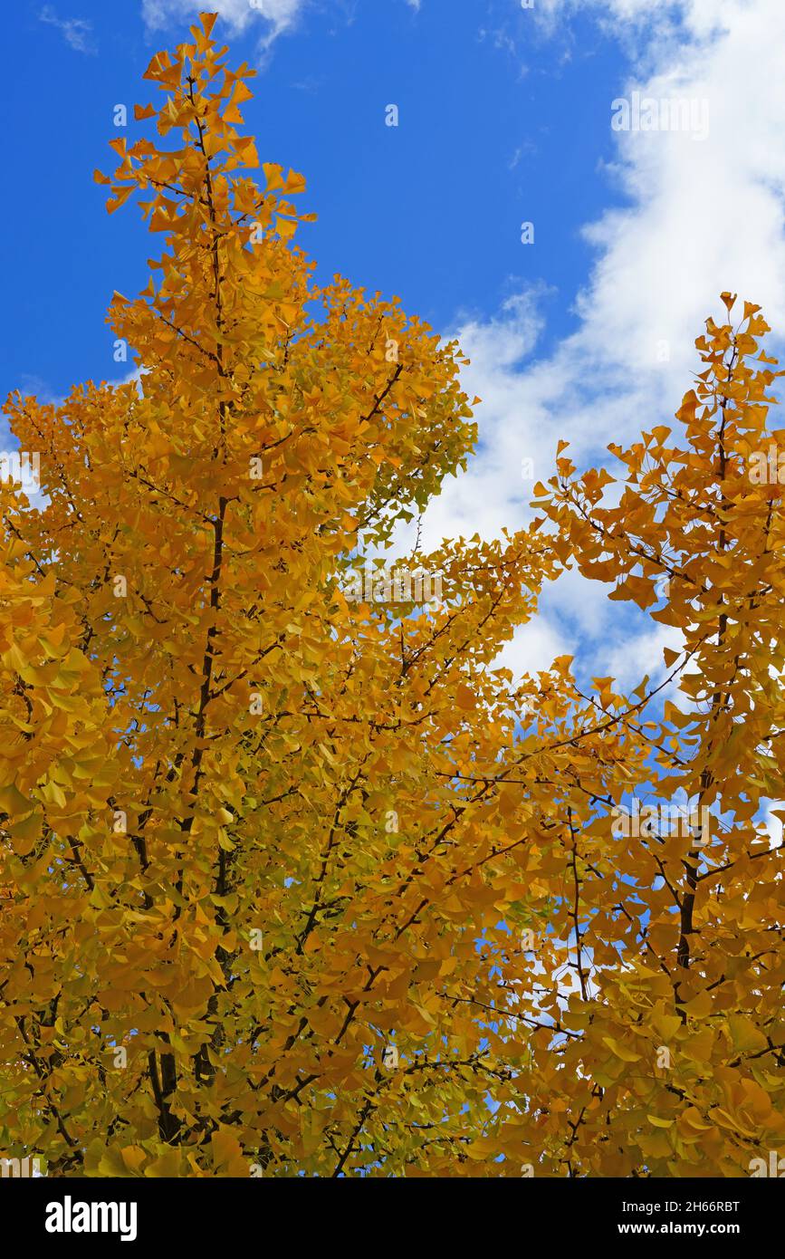 Yellow fan-shaped leaves of the ginkgo biloba tree in autumn Stock ...