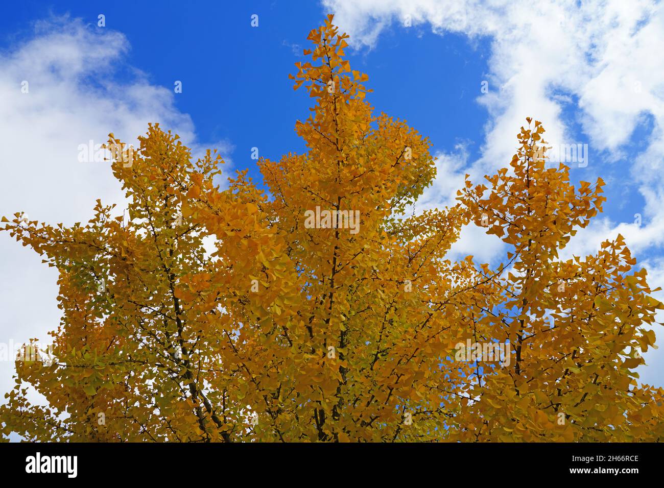 Yellow fan-shaped leaves of the ginkgo biloba tree in autumn Stock ...