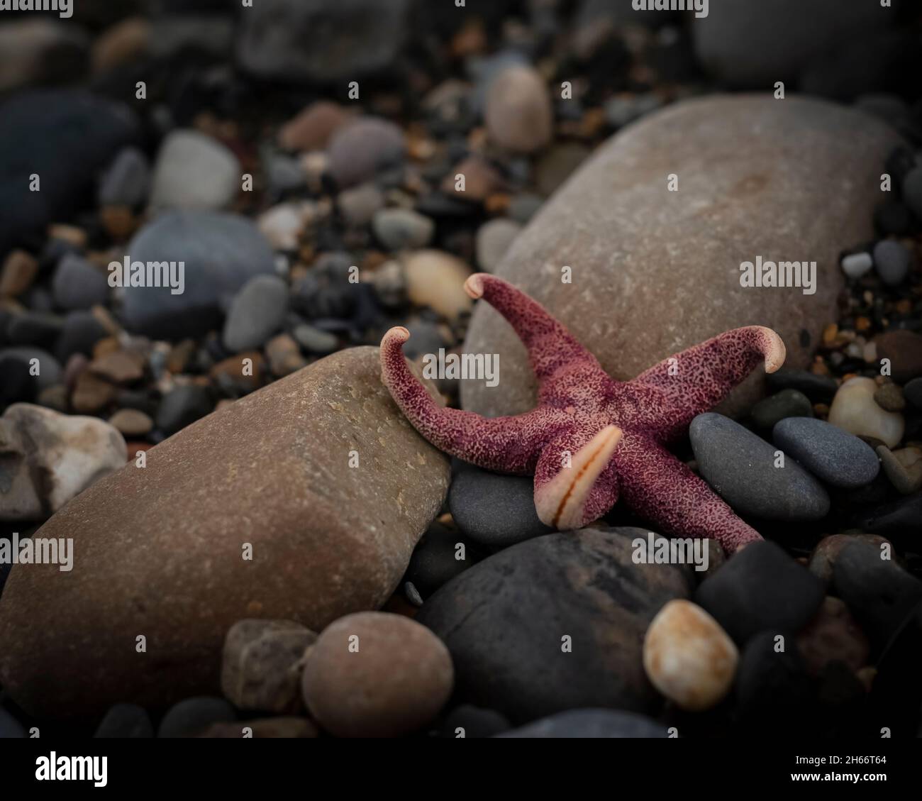 Small starfish stranded on Irish pebble beach Stock Photo - Alamy