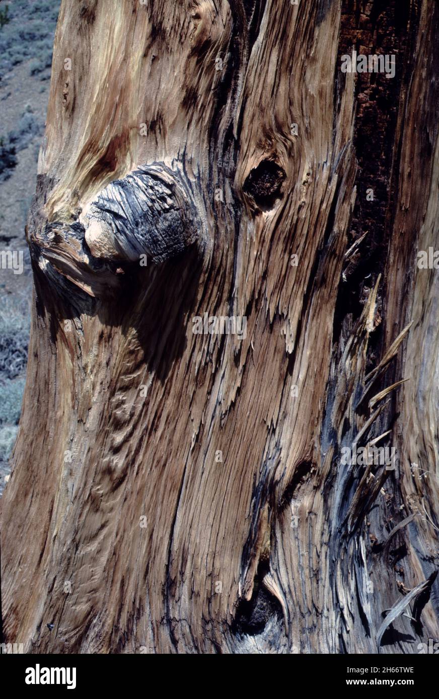 Bishop, CA. U.S.A. 11/1/1985. Ancient Bristlecone Pine Forest is home to the oldest trees in the ...