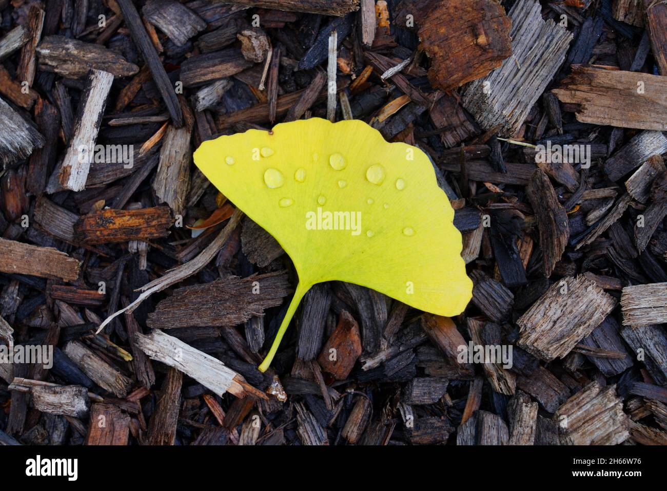 Yellow and green fan-shaped leaves of the ginkgo biloba tree in autumn ...