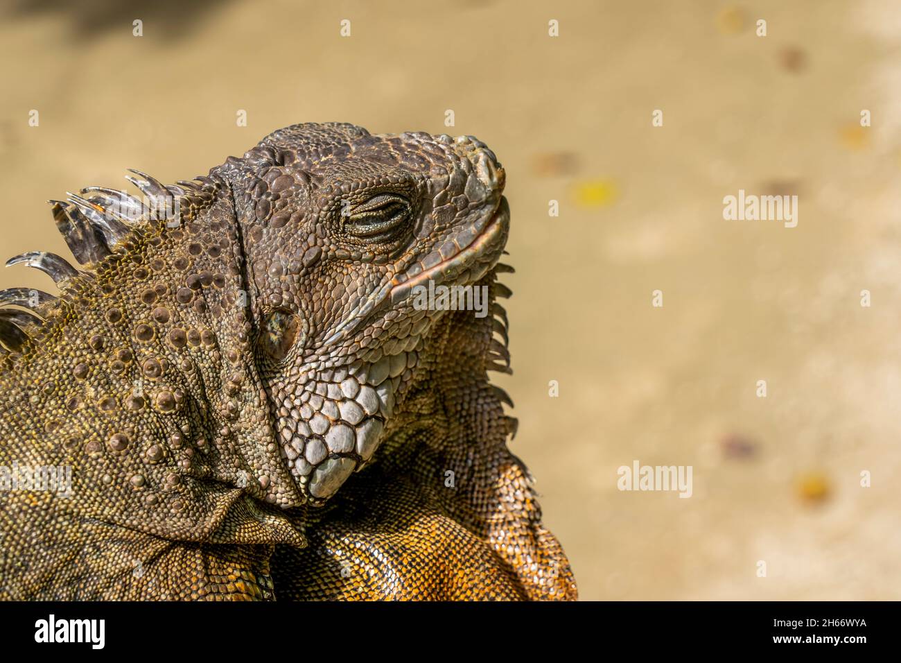 Mauritius Lizard High Resolution Stock Photography and Images - Alamy