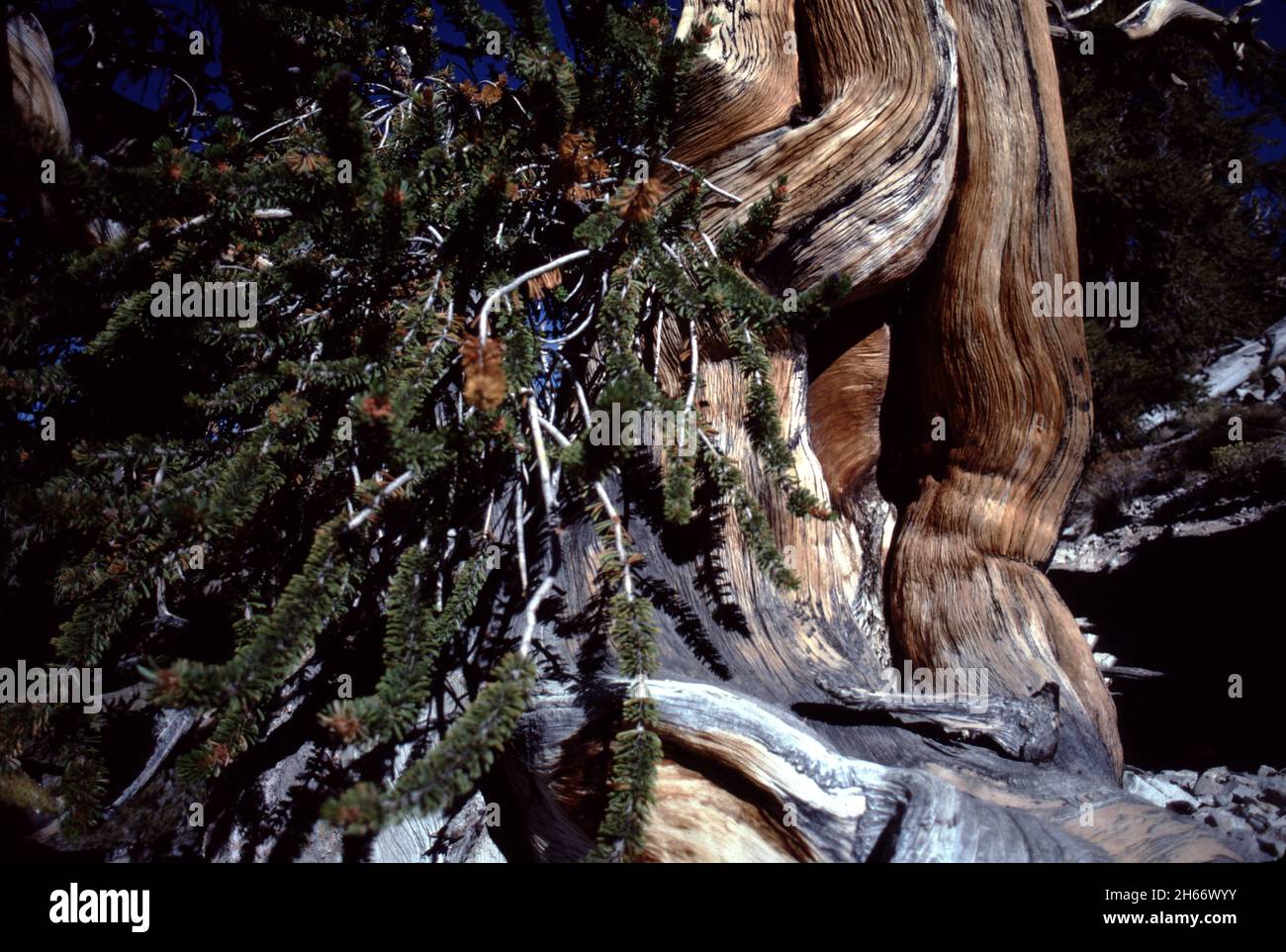 Bishop, CA. U.S.A. 11/1/1985. Ancient Bristlecone Pine Forest is home to the oldest trees in the ...