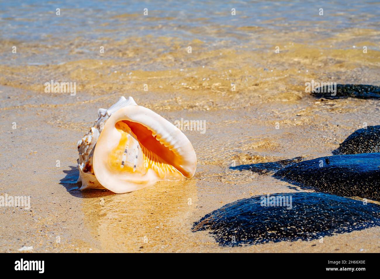 A Big shell on the volcanic rock near the sea on the mauritius island ...