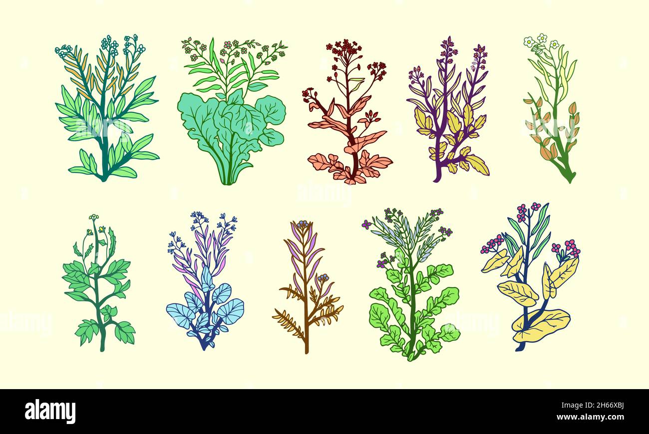 Colorful botanical realistic illustration. Several models and different ...