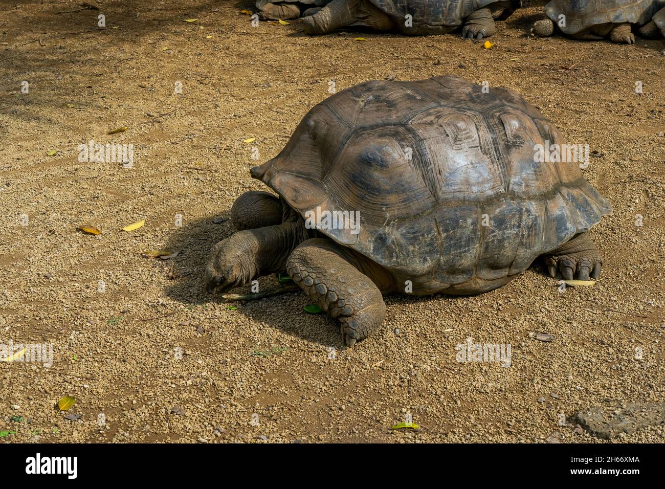 A giant Mauritius turtle, Mauritius islands, South Africa. High quality ...