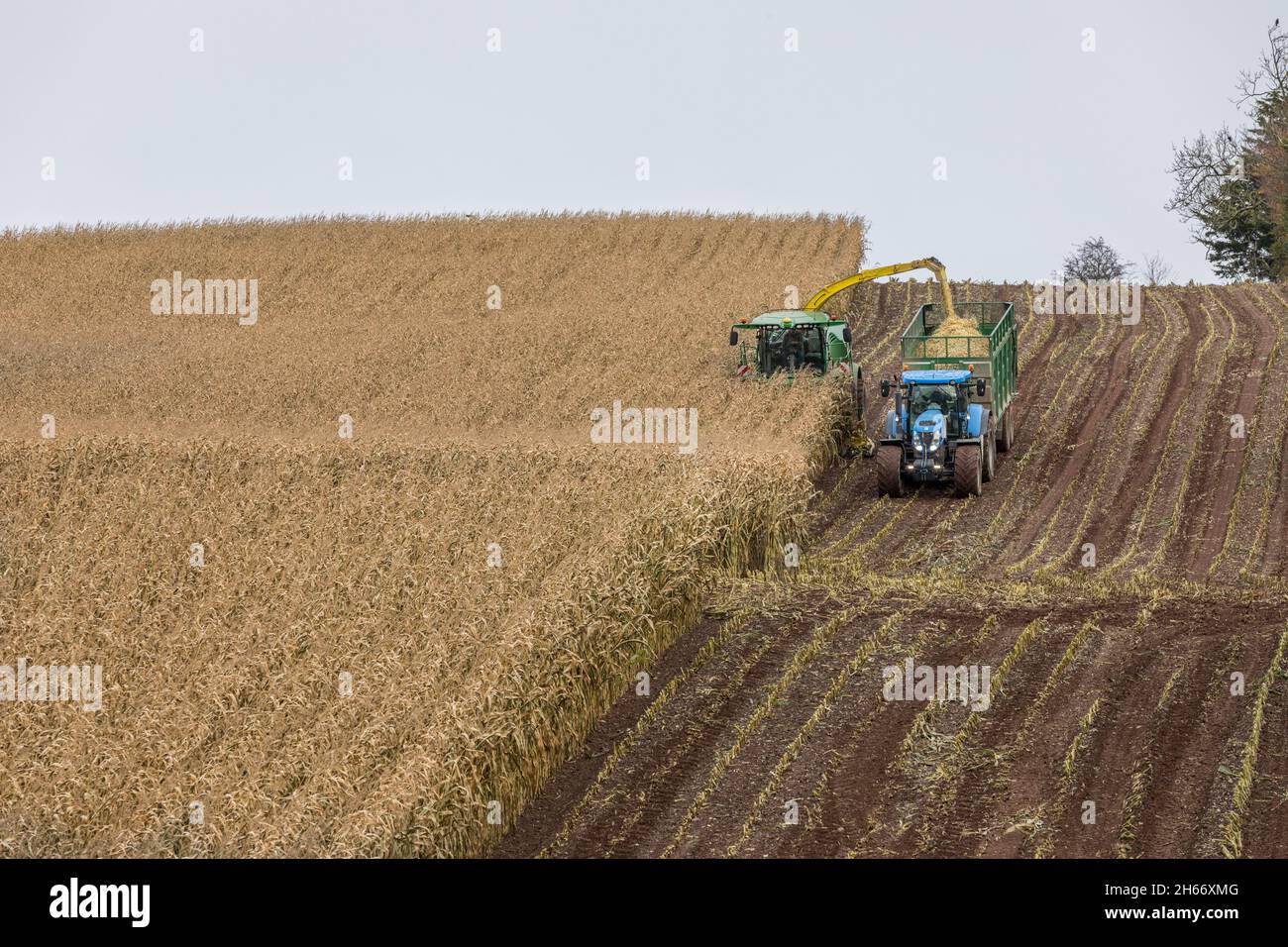 Harvesting maize hi-res stock photography and images - Alamy