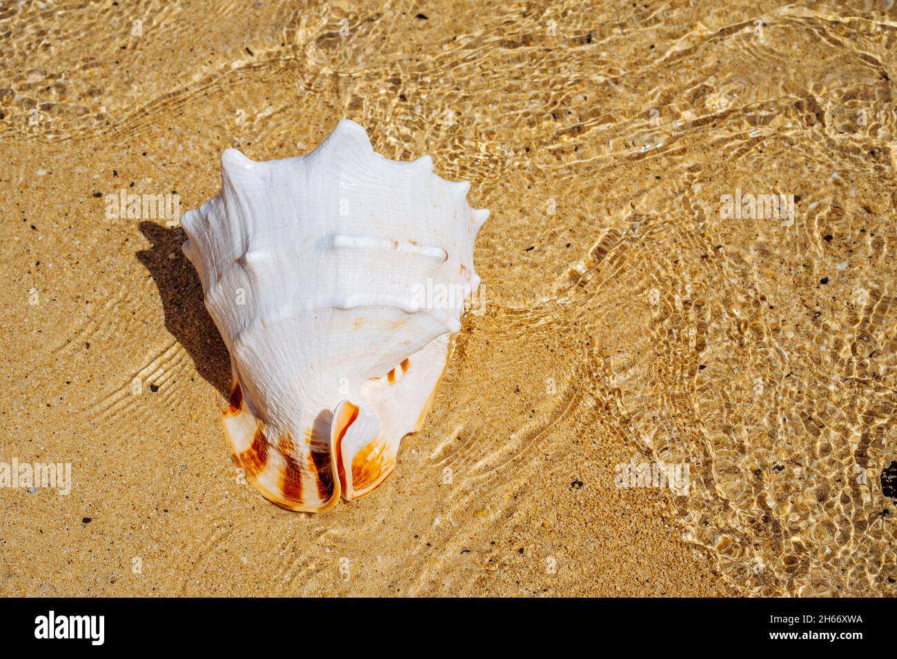 Tree conch shells on hi-res stock photography and images - Alamy