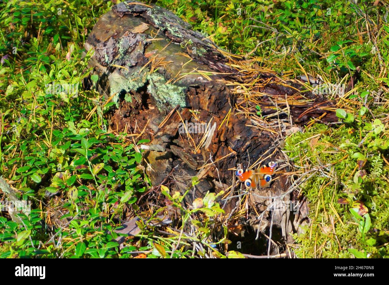 Beautiful shot of a red little butterfly on a wooden piece and grass ...