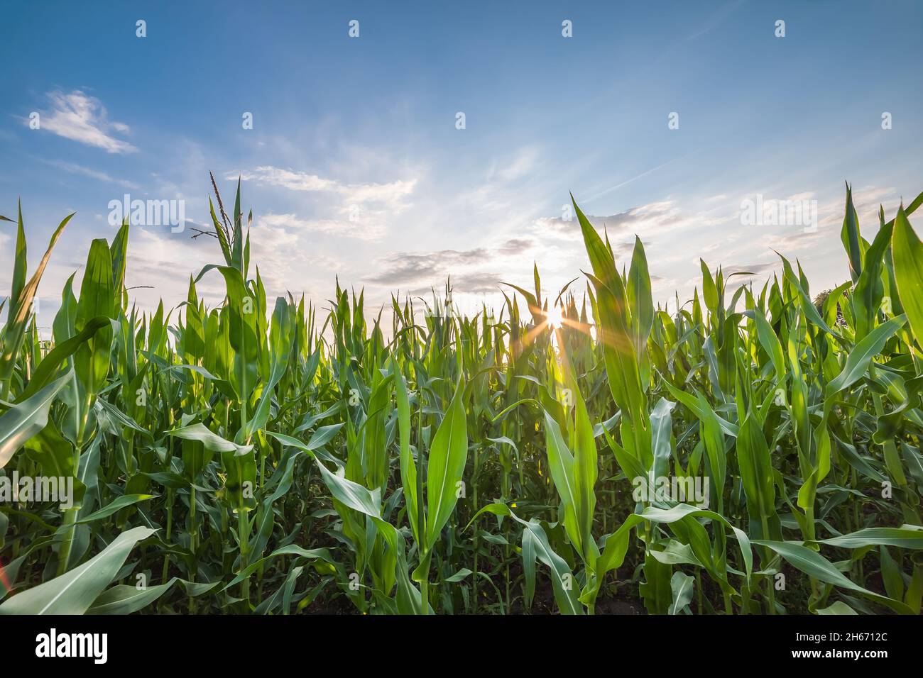 Landscape with corn field and beautiful sky, farmland Stock Photo - Alamy