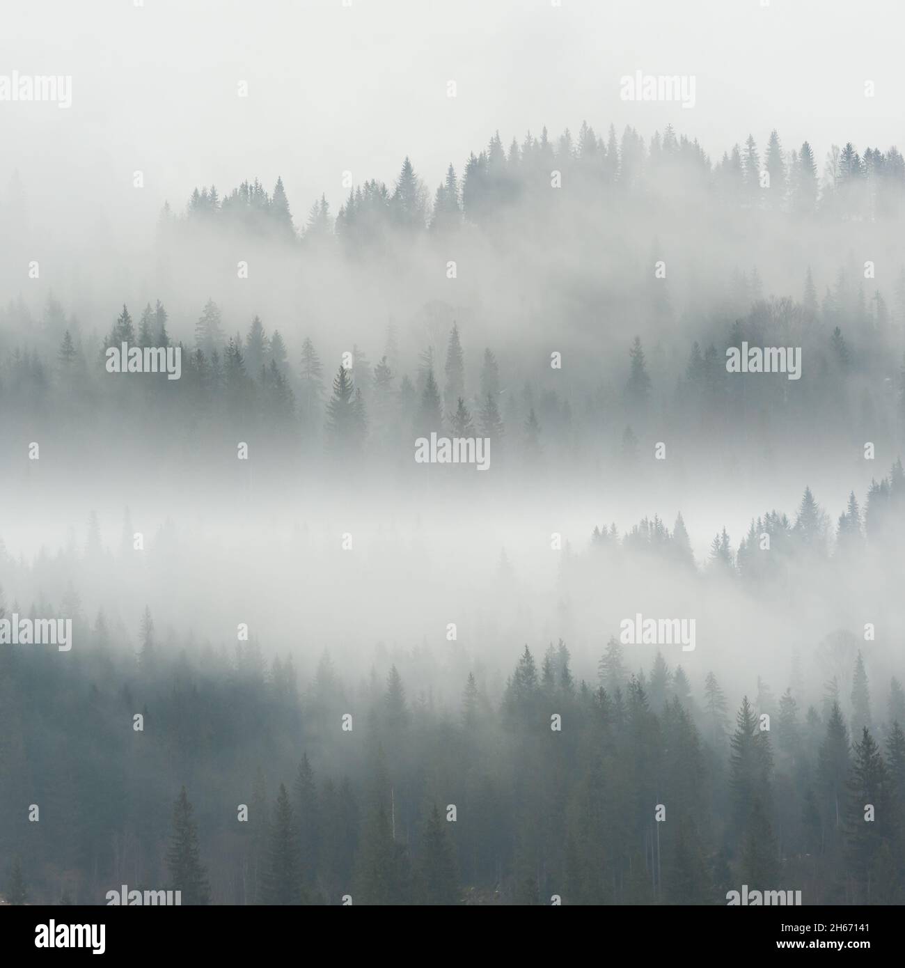 Landscape with beautiful fog in forest on hill Stock Photo - Alamy