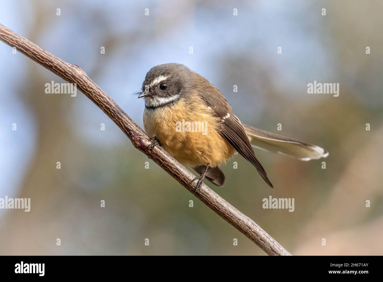 Fantail piwakawaka new zealand hi-res stock photography and images - Alamy