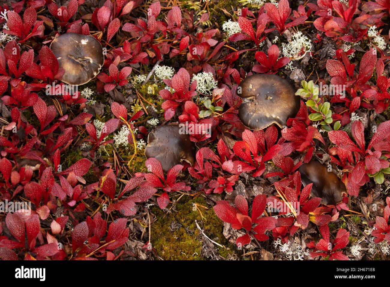 A carpet of vibrant red Alpine bearberry, Arctous alpina during autumn ...