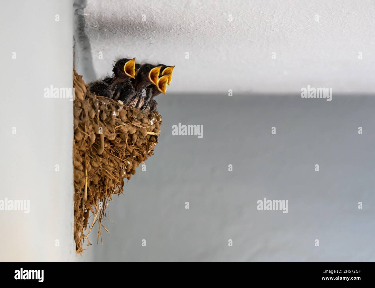 Baby swallows in nest hi-res stock photography and images - Alamy