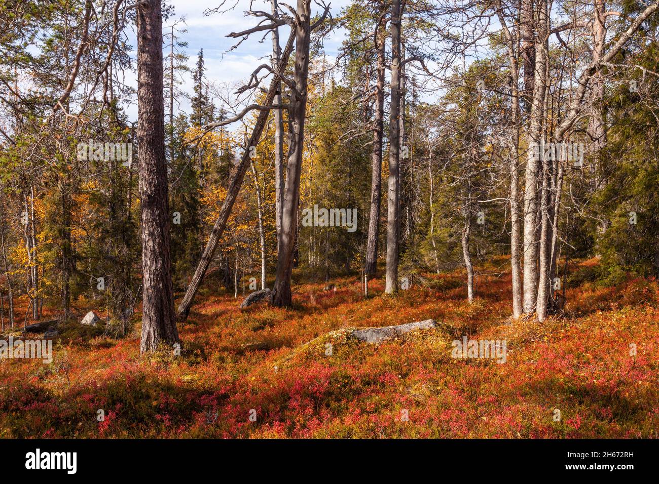 An autumnal old-growth taiga forest with warm and colorful forest floor ...