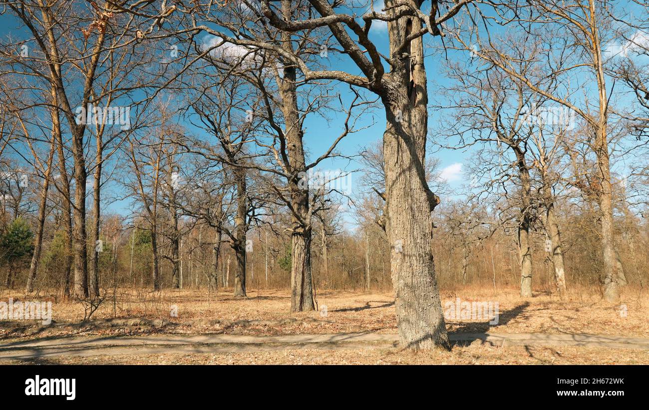 Oak Trees Without Leaves In Beautiful Early Spring Sunny Day. Nature ...