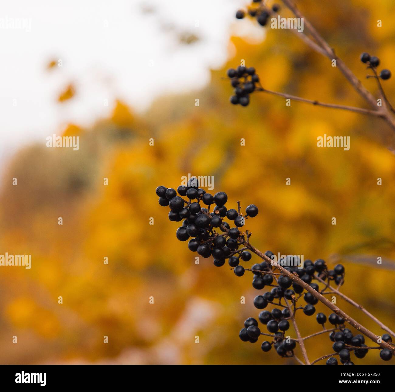 Wild berries in a fall forest Stock Photo - Alamy
