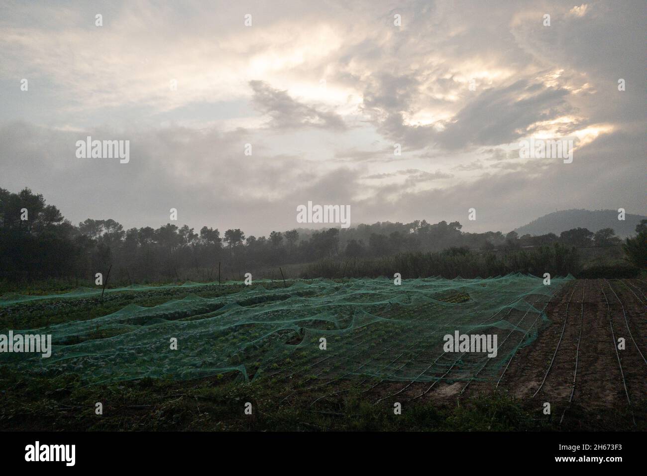 Stunning view of a field after rain with trees and cloudy sky Stock ...