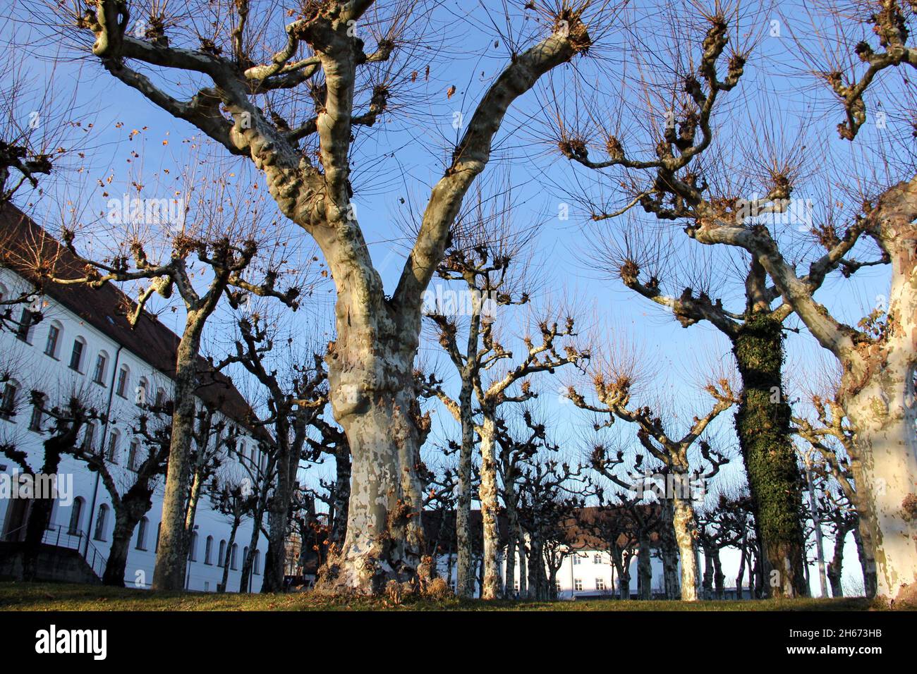 Leafless trunks of threes in the garden of old Augustinian convent ...