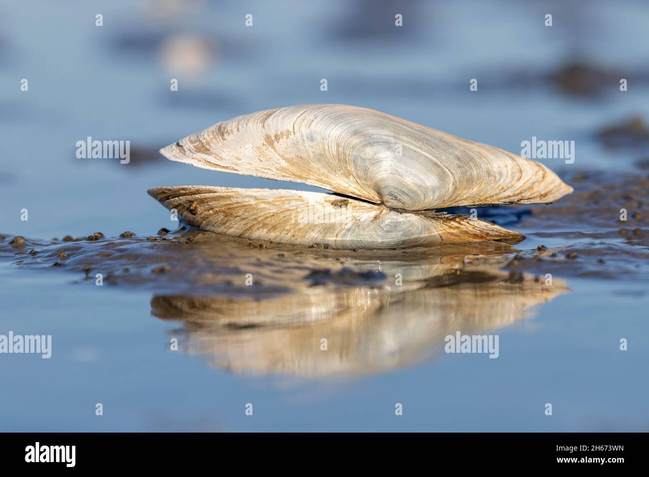 Sand gaper clam hi-res stock photography and images - Alamy