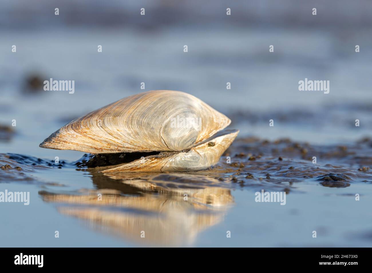 sand gaper in the Wadden Sea in Cuxhaven, Germany Stock Photo - Alamy