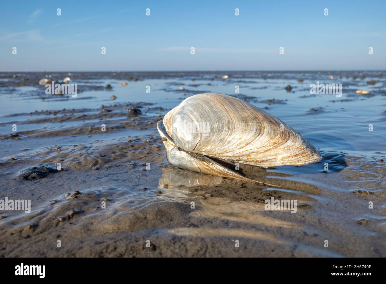 sand gaper in the Wadden Sea in Cuxhaven, Germany Stock Photo - Alamy
