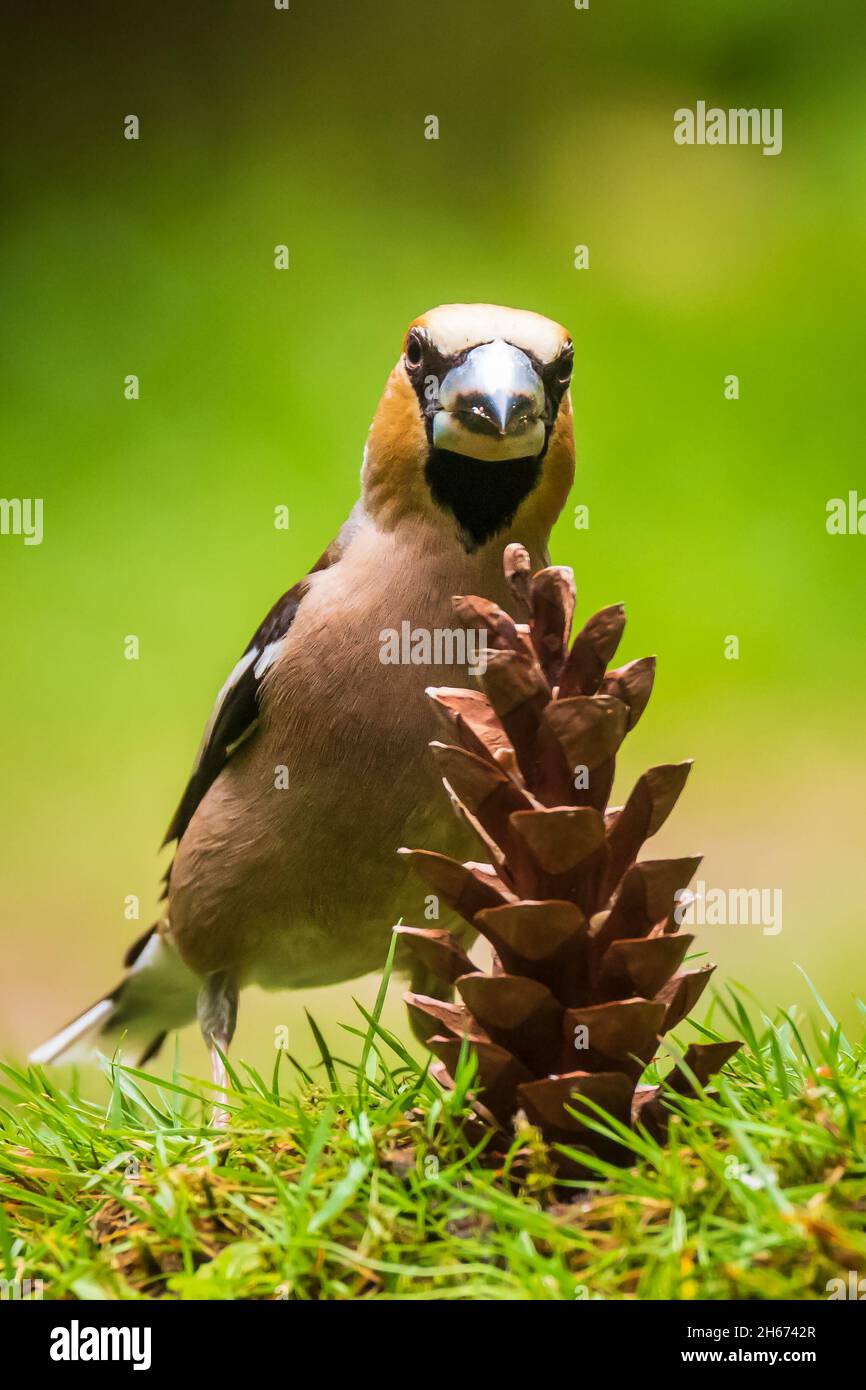 Closeup of a hawfinch male Coccothraustes coccothraustes bird feeding ...