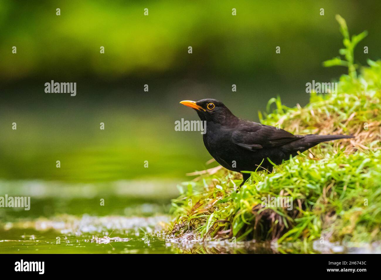 Closeup of a european Blackbird male (turdus merula) standing in water ...