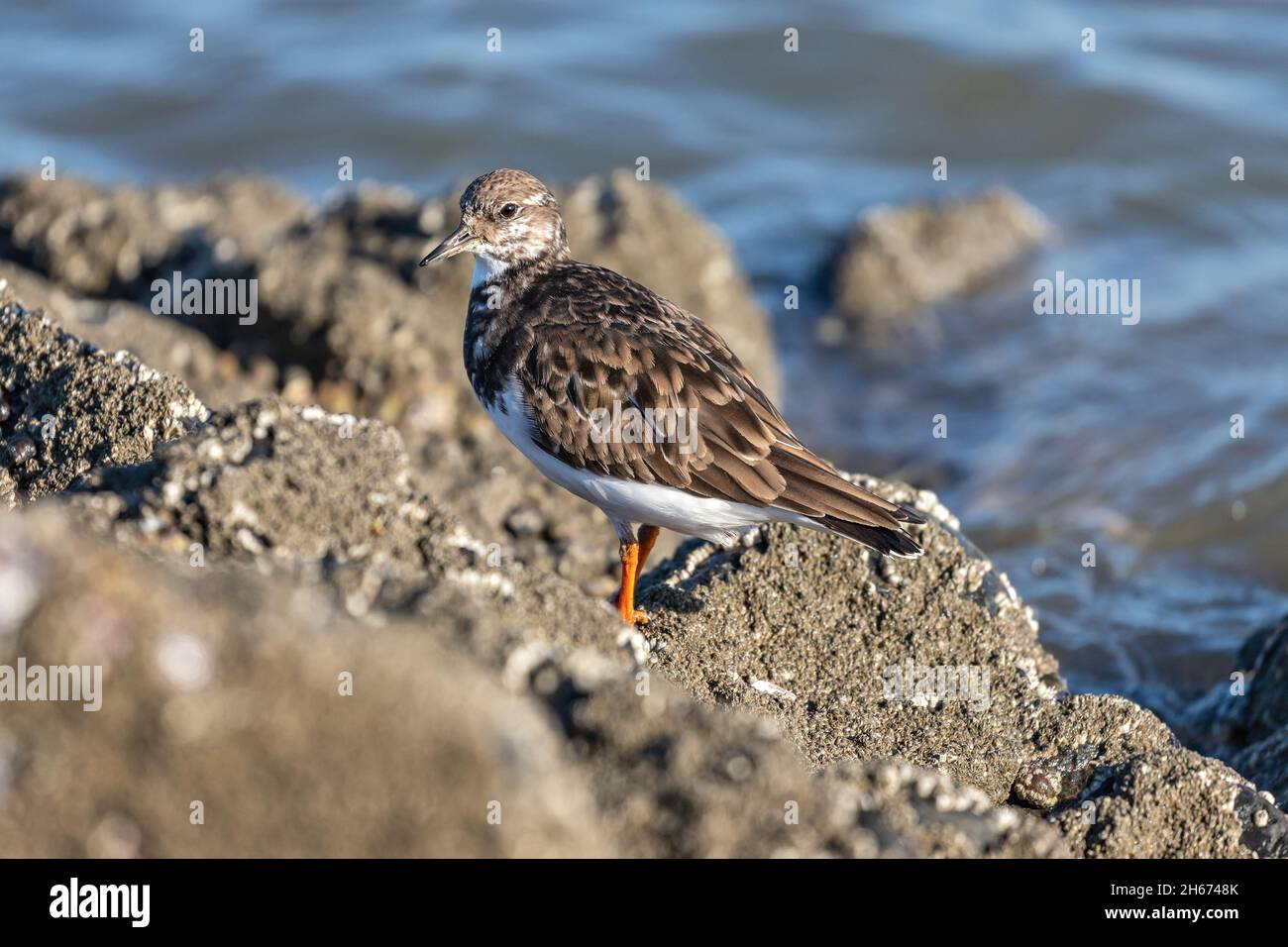 ruddy turnstone (Arenaria interpres) in non-breeding plumage on the ...