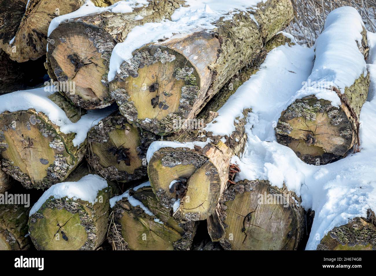 Snowy winter forest fire hi-res stock photography and images - Alamy