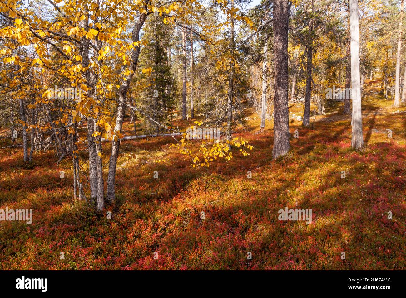 Colorful growth hi-res stock photography and images - Alamy