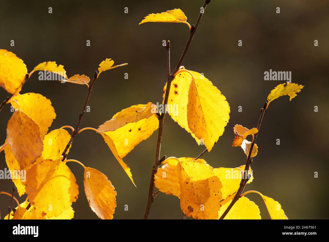 Closeup of morning light shining through Silver birch, Betula pendula ...