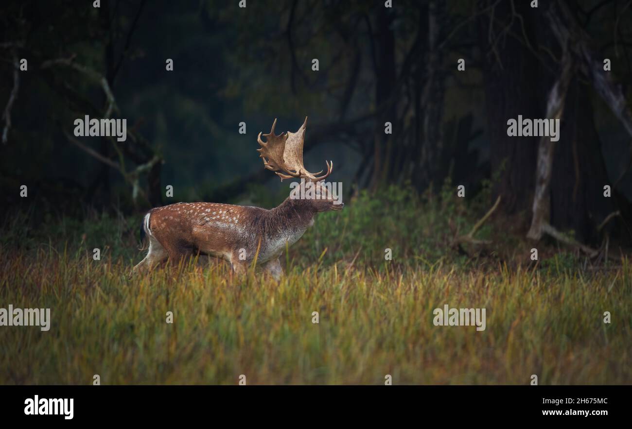 The majestic fallow deer walks across the meadow and looks around, the ...