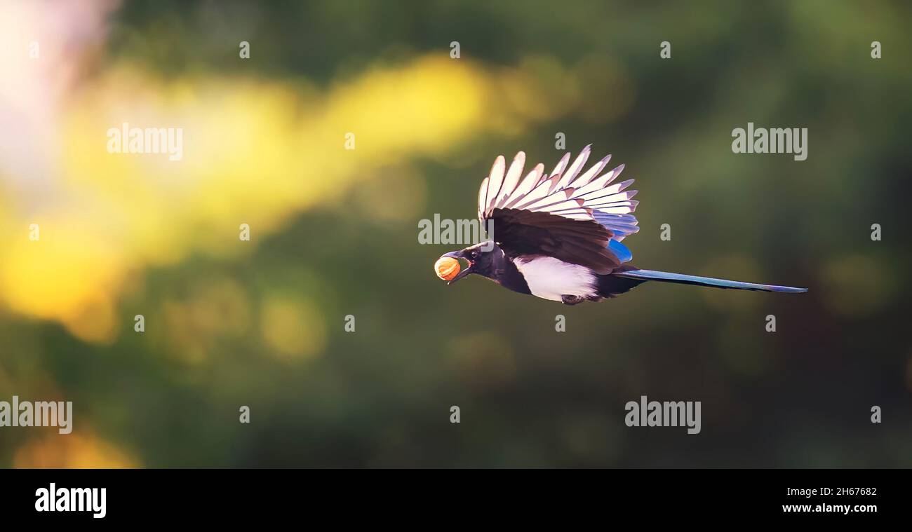 Pica pica in a tree hi-res stock photography and images - Alamy