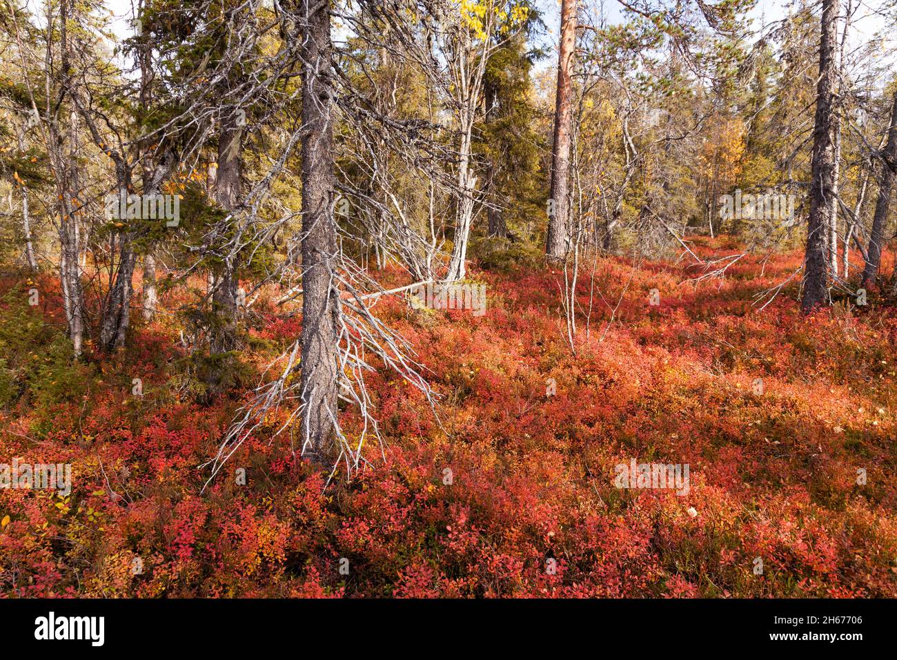 An autumnal old-growth taiga forest with warm and colorful forest floor ...