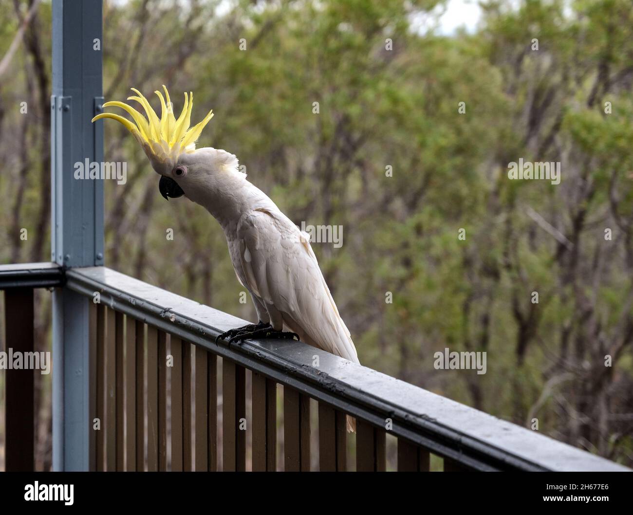 Australian white sulphur-crested cockatoos in the wild with the blurred ...