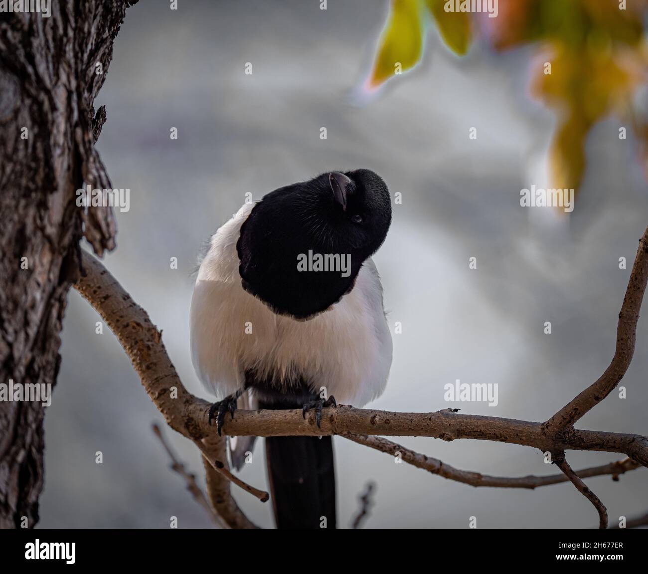Bird sitting on a branch curiously tilts his head to get a closer look ...