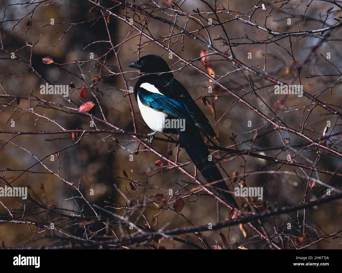 Magpie sitting on a branch hi-res stock photography and images - Alamy