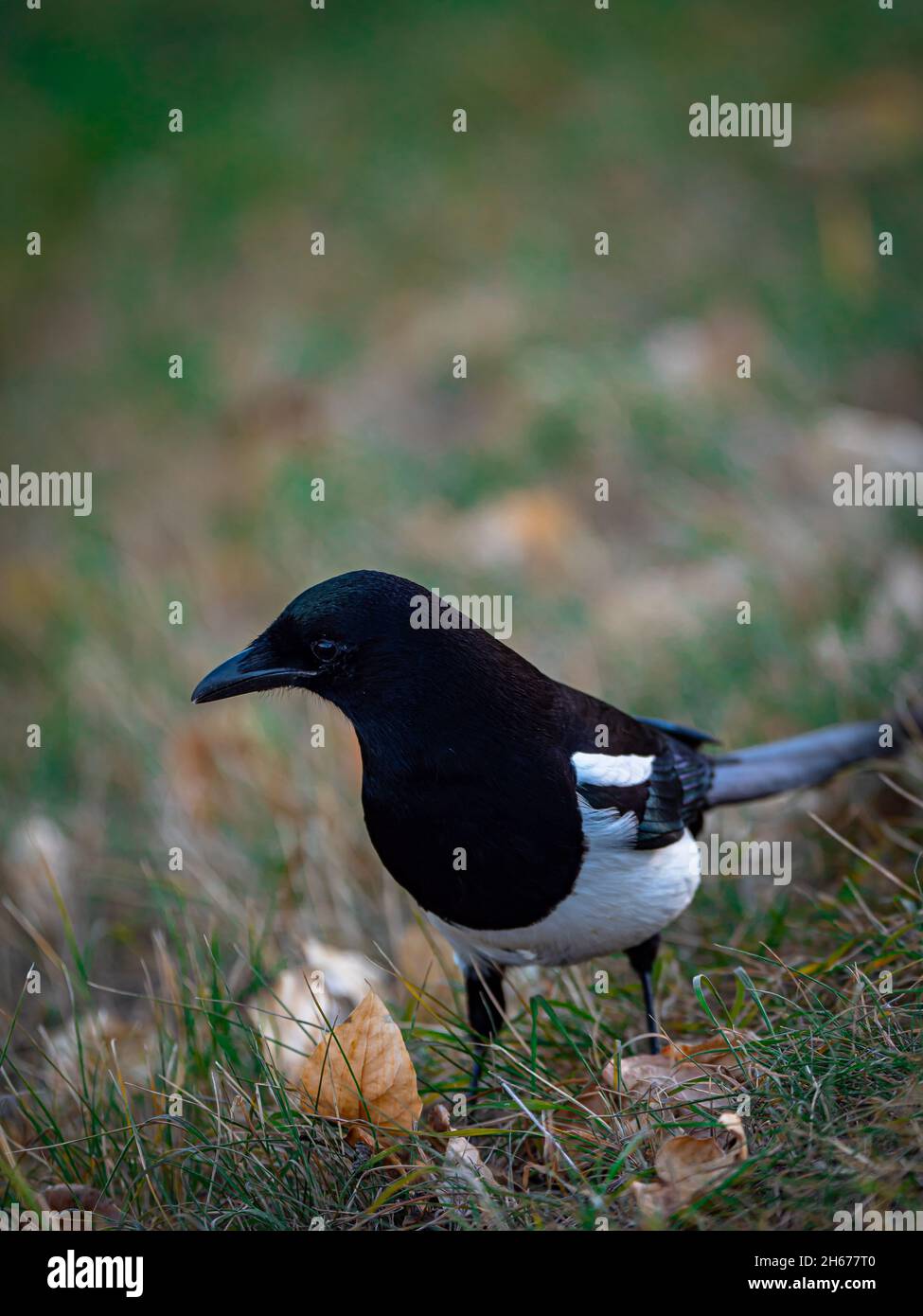 Beautiful magpie walks around in the grass Stock Photo - Alamy