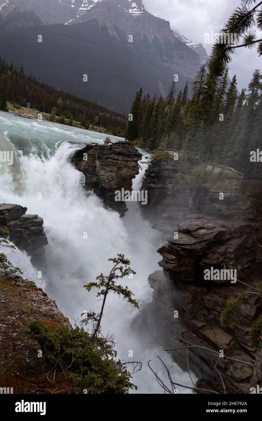 Overflowing Athabasca falls waterfall in June on overcast rainy day ...