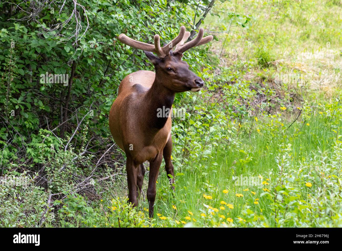 Short thick head hi-res stock photography and images - Alamy
