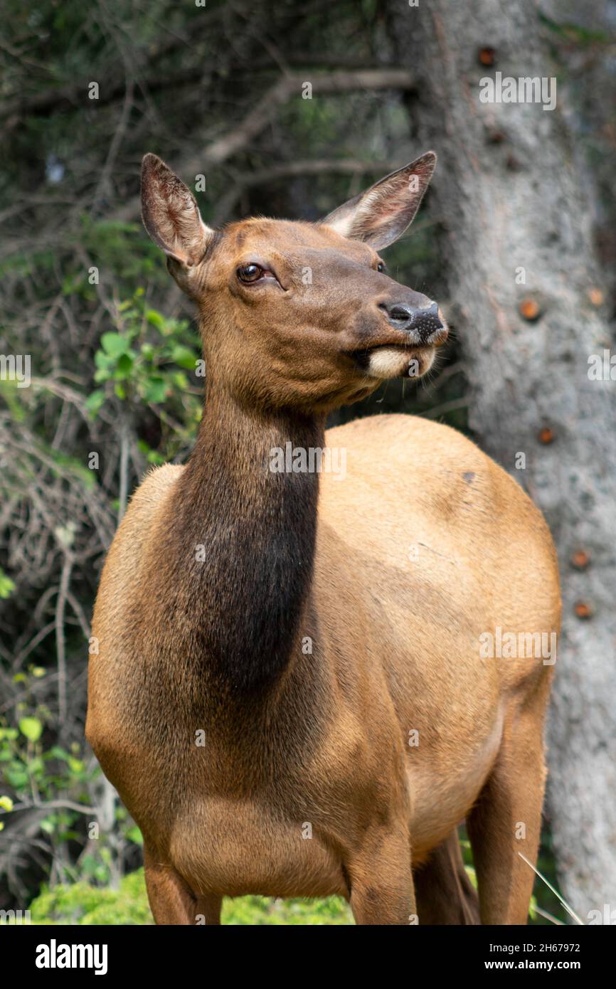 Female elk hi-res stock photography and images - Alamy