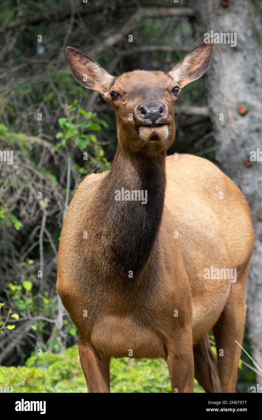 female elk looking directly at camera, shoulders up, portrait, close up ...