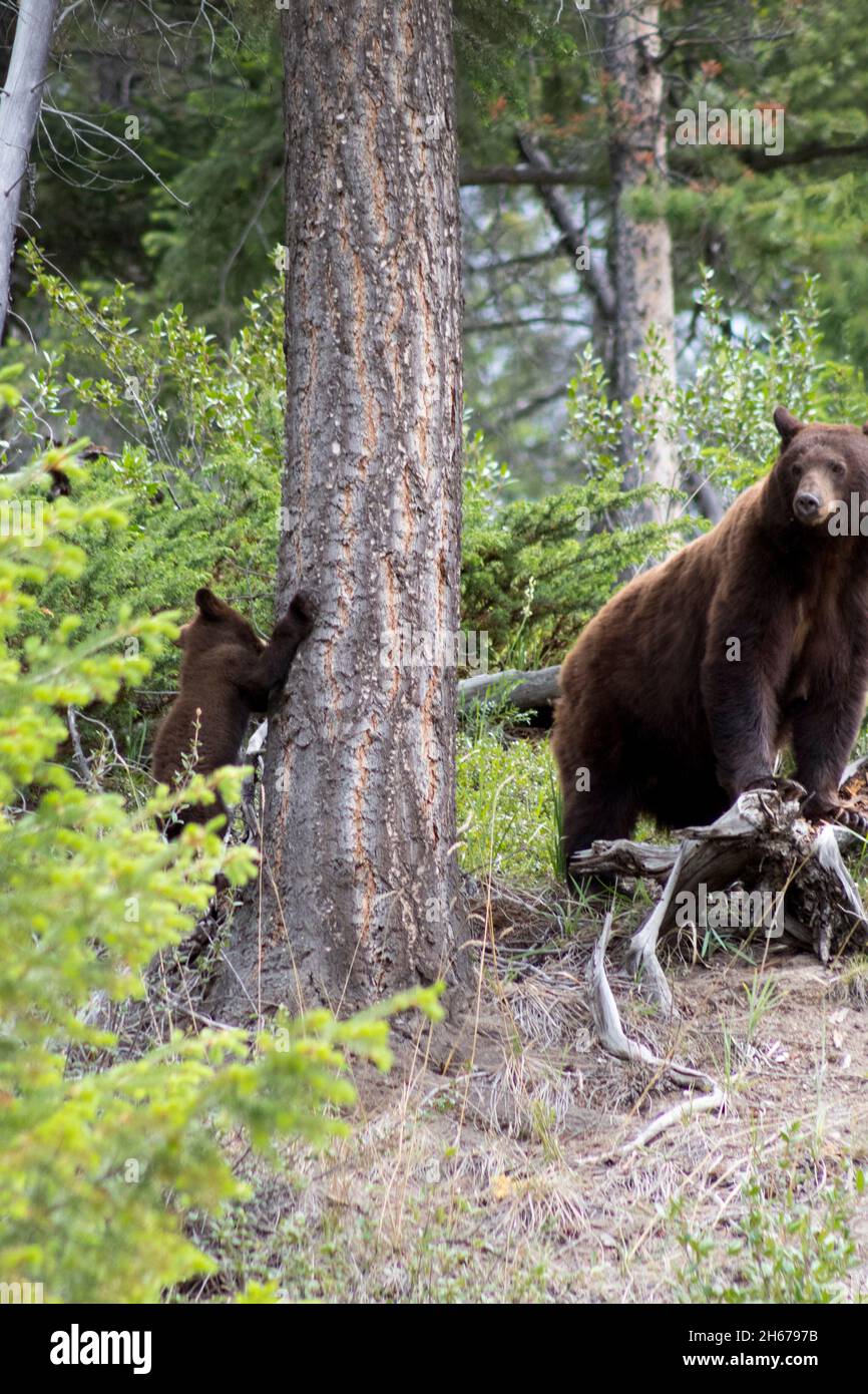 Black bear cubs tree hi-res stock photography and images - Alamy