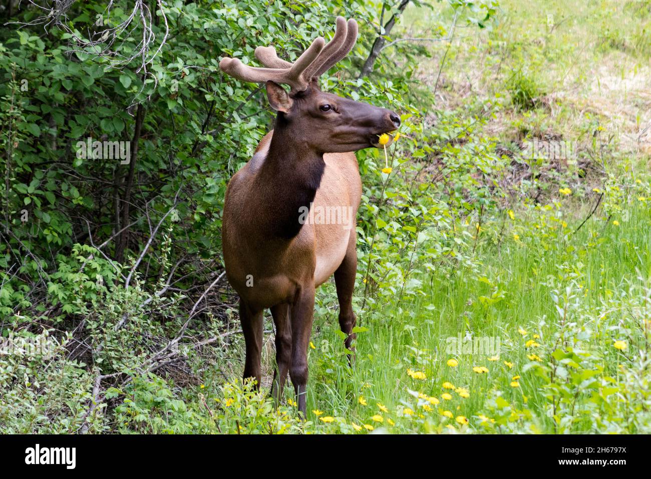 Young male elk eating dandelions amongst green grass and trees. Full ...